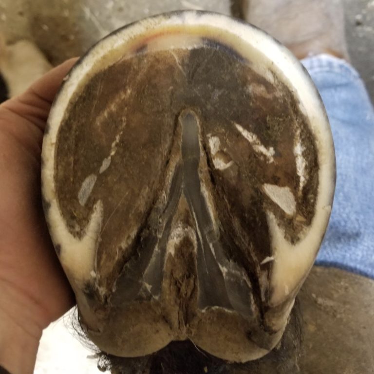 Shape of the Horse’s Foot – Scholarly Equine