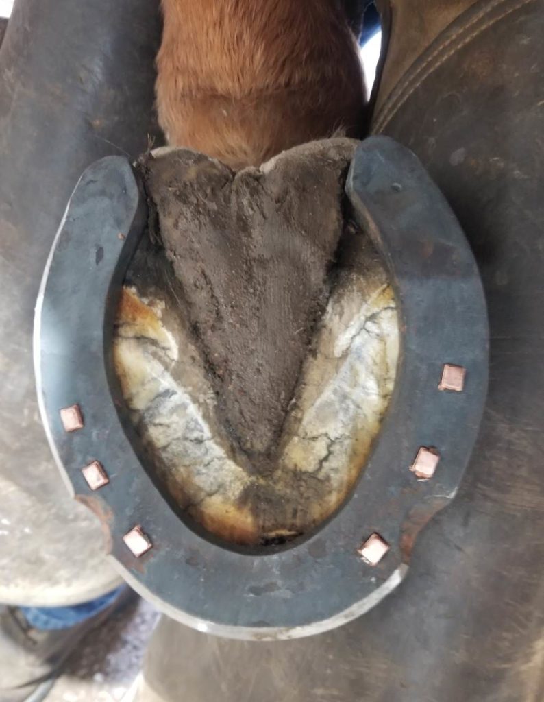 Spavin – one of the most common pathologies – Dixie's Farrier Service